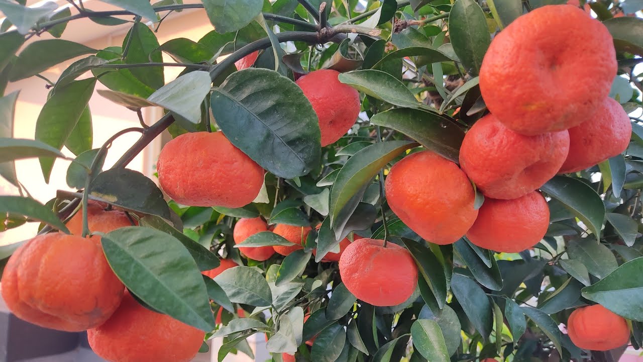 China Mandarin Orange। চায়না ম্যান্ডারিন কমলা🍊 - YouTube