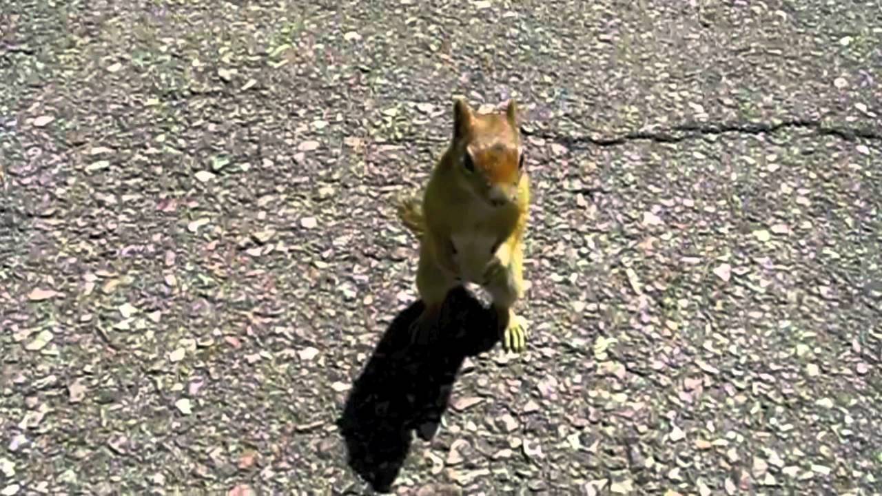 Gangster Chipmunk - YouTube