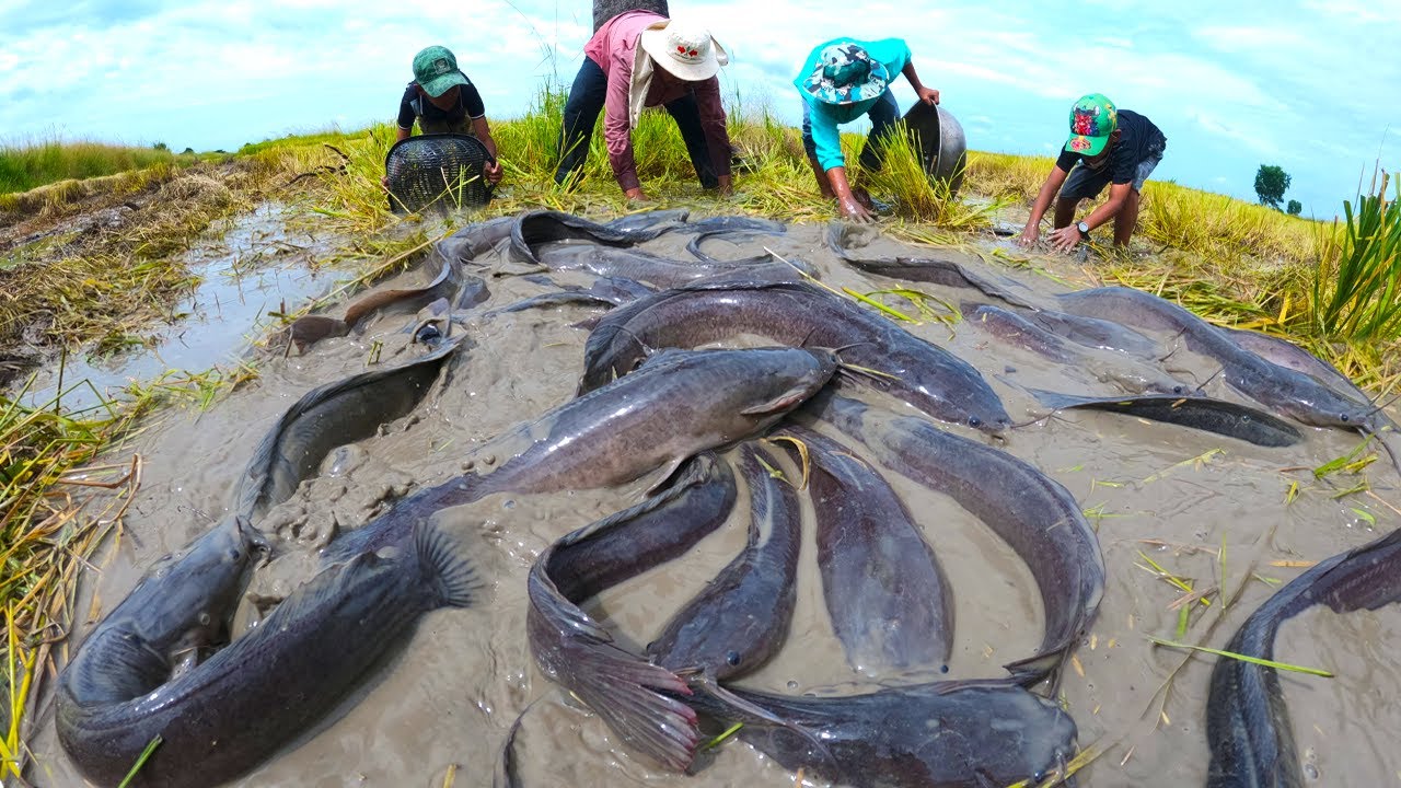 top fishing unique! catch a lots of fishes at rice field by hand a ...
