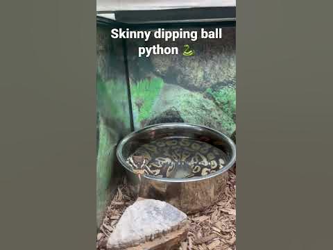 Ball python went skinny dipping #shorts #ballpythonlove #youtubeshorts ...