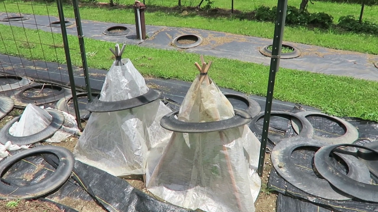 Solar Pyramids vs Gro-Therm Hoop Cloches - YouTube