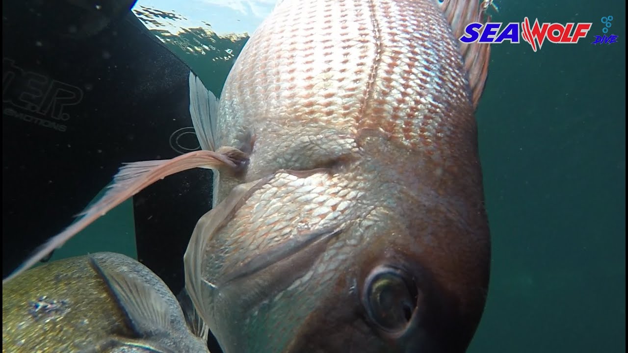 TAŞ ALTI FANGRİ MERCAN AVI ( MARMARA ) - YouTube