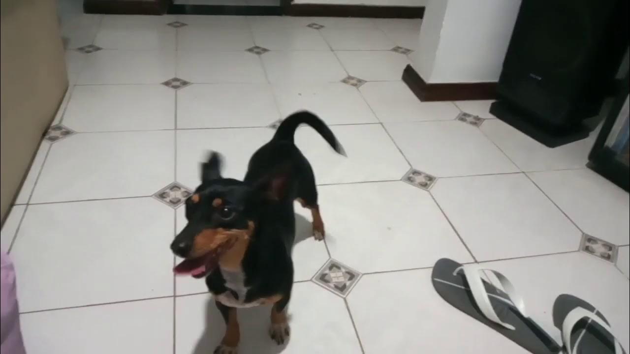 Dog Spins In Circles And Tries To Bite Their Own Tail 1176497 YouTube dog-spins-in-circles-and-tries-to-bite-their-own-tail-1176497-youtube
