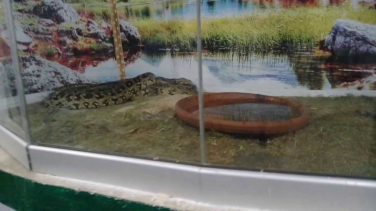 #Peshawar zoo #snake house - YouTube