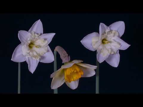 🌸 Spring Equinox Affirmations | Embrace Renewal, Balance & Abundance 🌿 ...