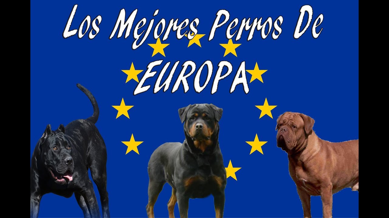 TOP 6 los MEJORES PERROS de EUROPA | JuanesRFC_DogsTV - YouTube