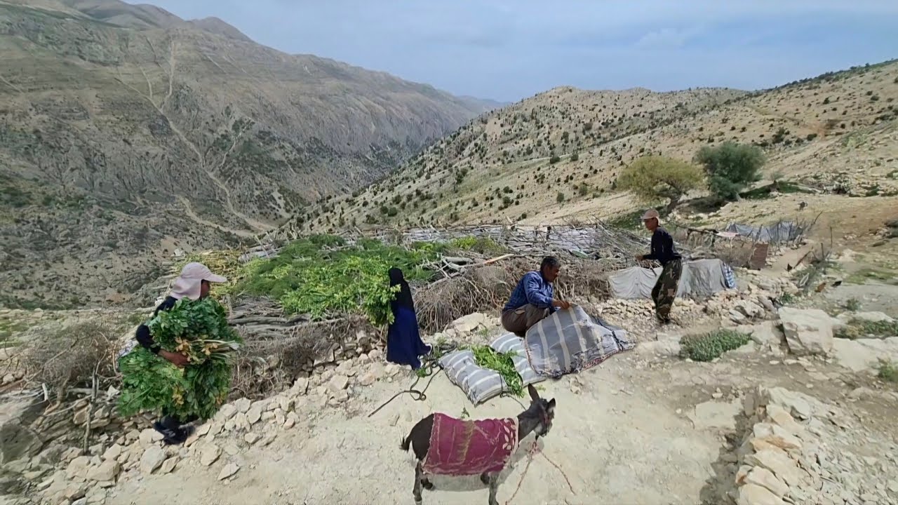Nomadic life in Iran | Gathering grass in lush lands and tying it on a ...
