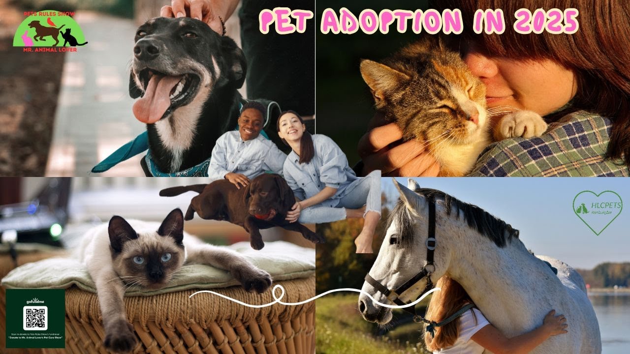AI-Powered Adoptions: The Future of Finding Your Perfect Pet Match in ...