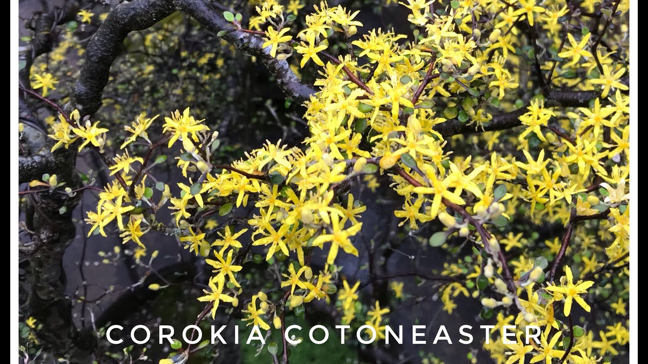 COROKIA COTONEASTER - THE MOST BEAUTIFUL SMALL TREE - BRIGHT TINY ...