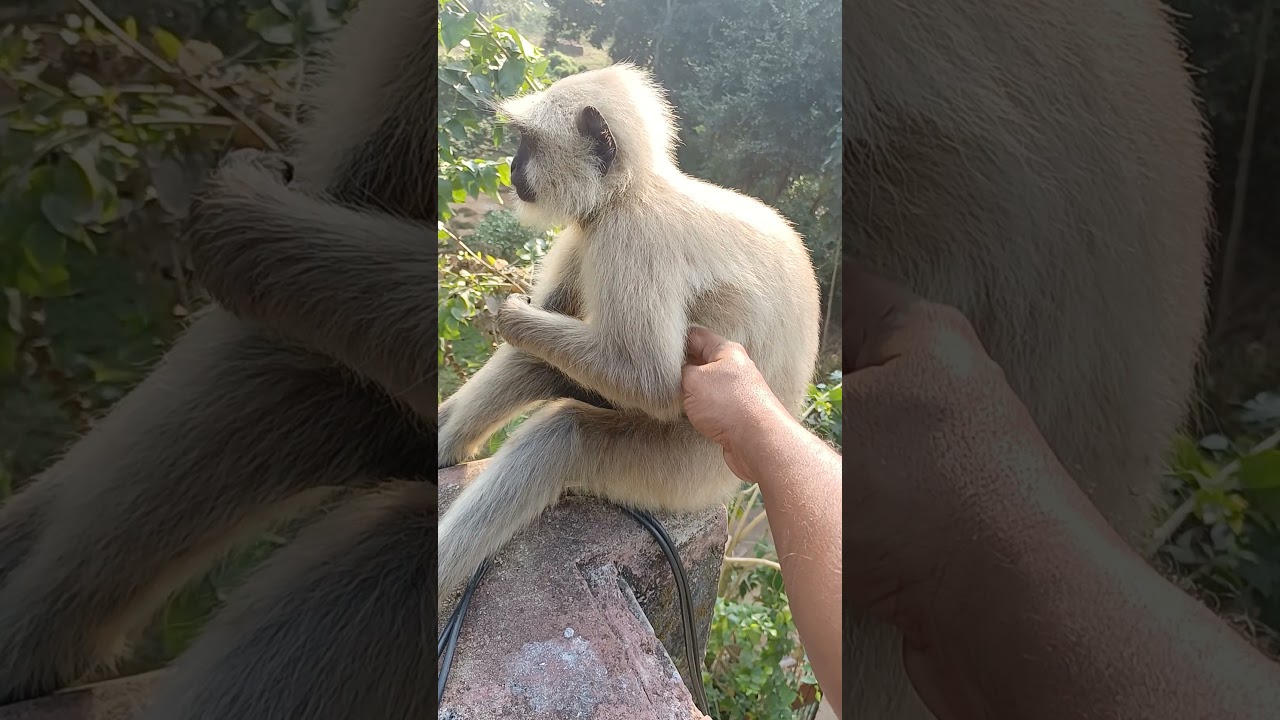 baby langoor is in safe hands - YouTube