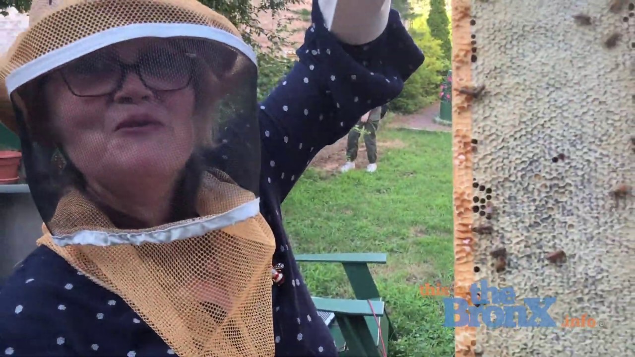 Bronx Bees: City Island Apiary - YouTube