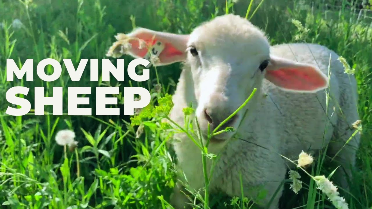 Moving Sheep: How to Move Electric Fence Paddocks Intensive Rotational ...