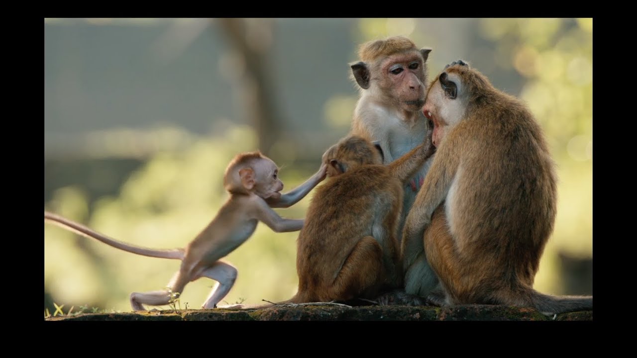 Monkey Kingdom | Official Movie Trailer - YouTube