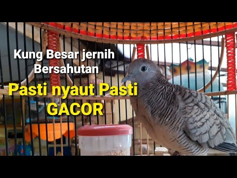 Suara Besar jernih - Pasti nyaut Pasti gacor Hitungan detik - perkutut ...