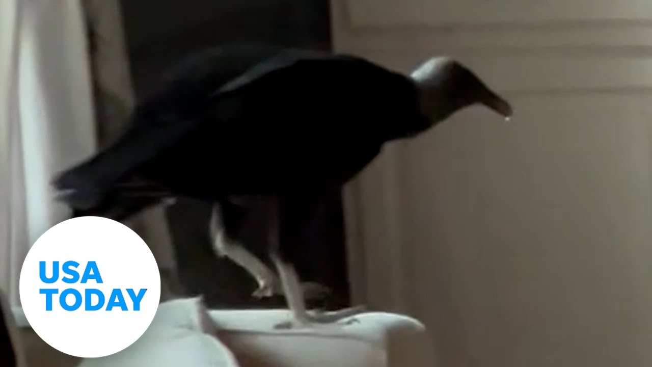 Vulture invades house through doggy door, shocks couple | USA TODAY ...