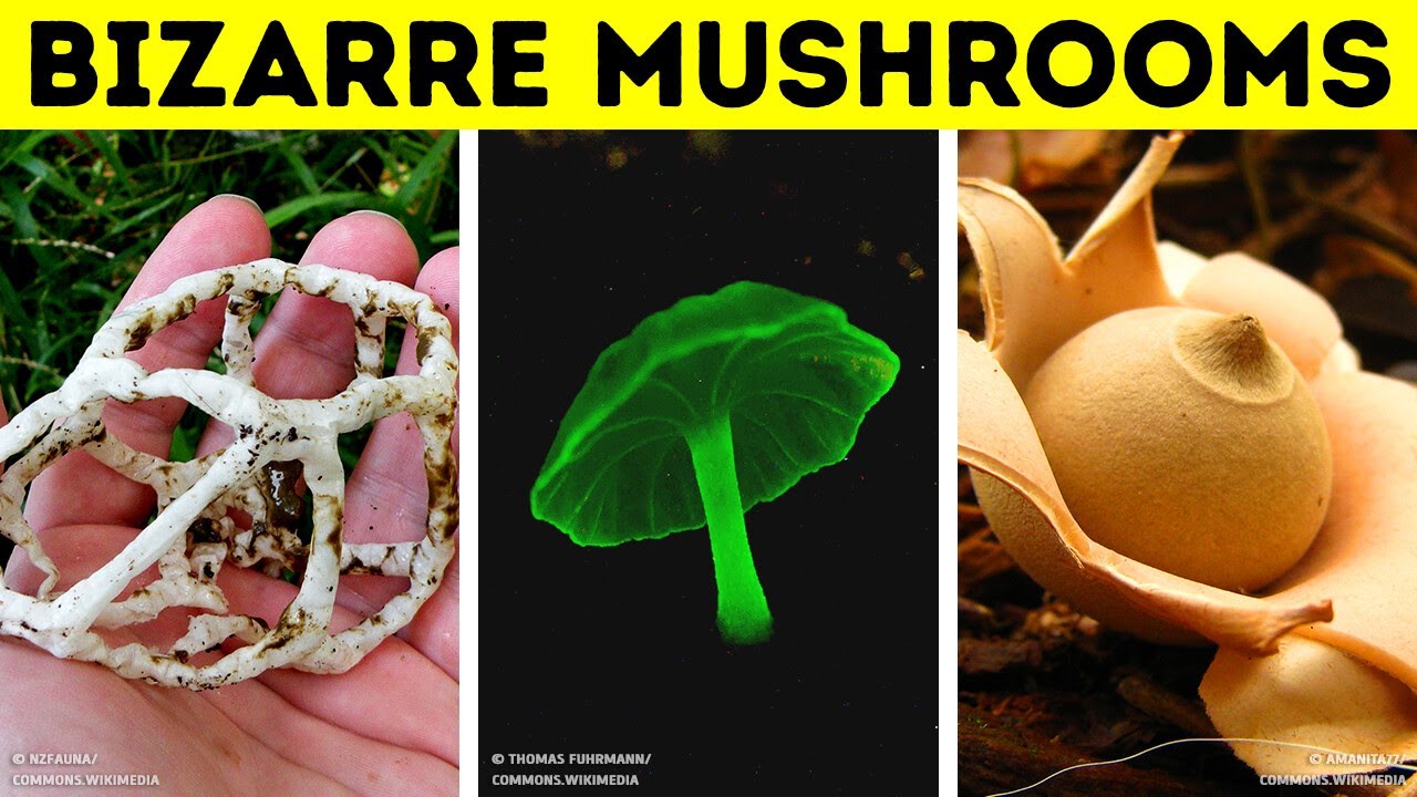 What's Up With These Weird-Looking Mushrooms? - YouTube