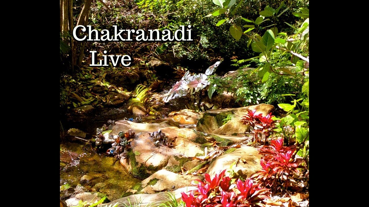 Chakranadi performing Leapfrog on Feb 1st 2018 at Disney's Animal ...