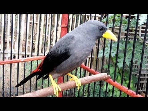 Burung Rio Rio Gacor Rasa Cililin Buat Master - YouTube