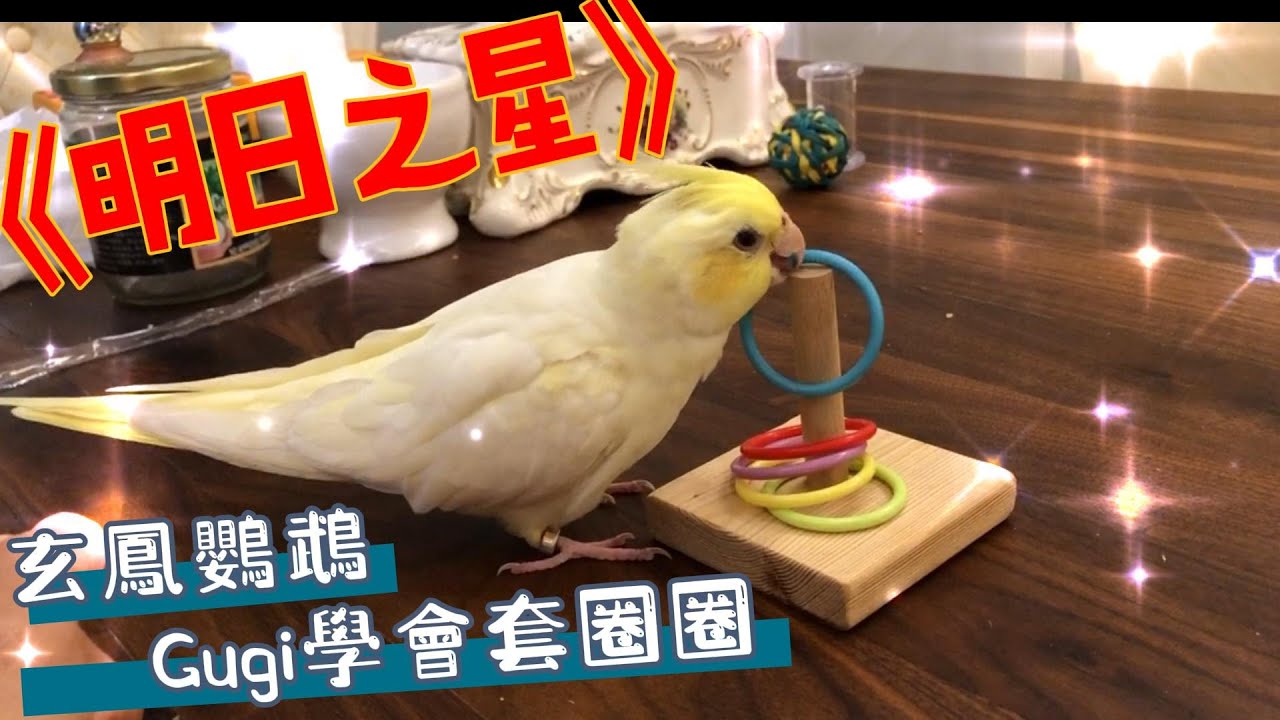 玄鳳鸚鵡Gugi學會套圈圈⭕️Gugi play ring tossing!⭕️~~~what a smart girl !! - YouTube