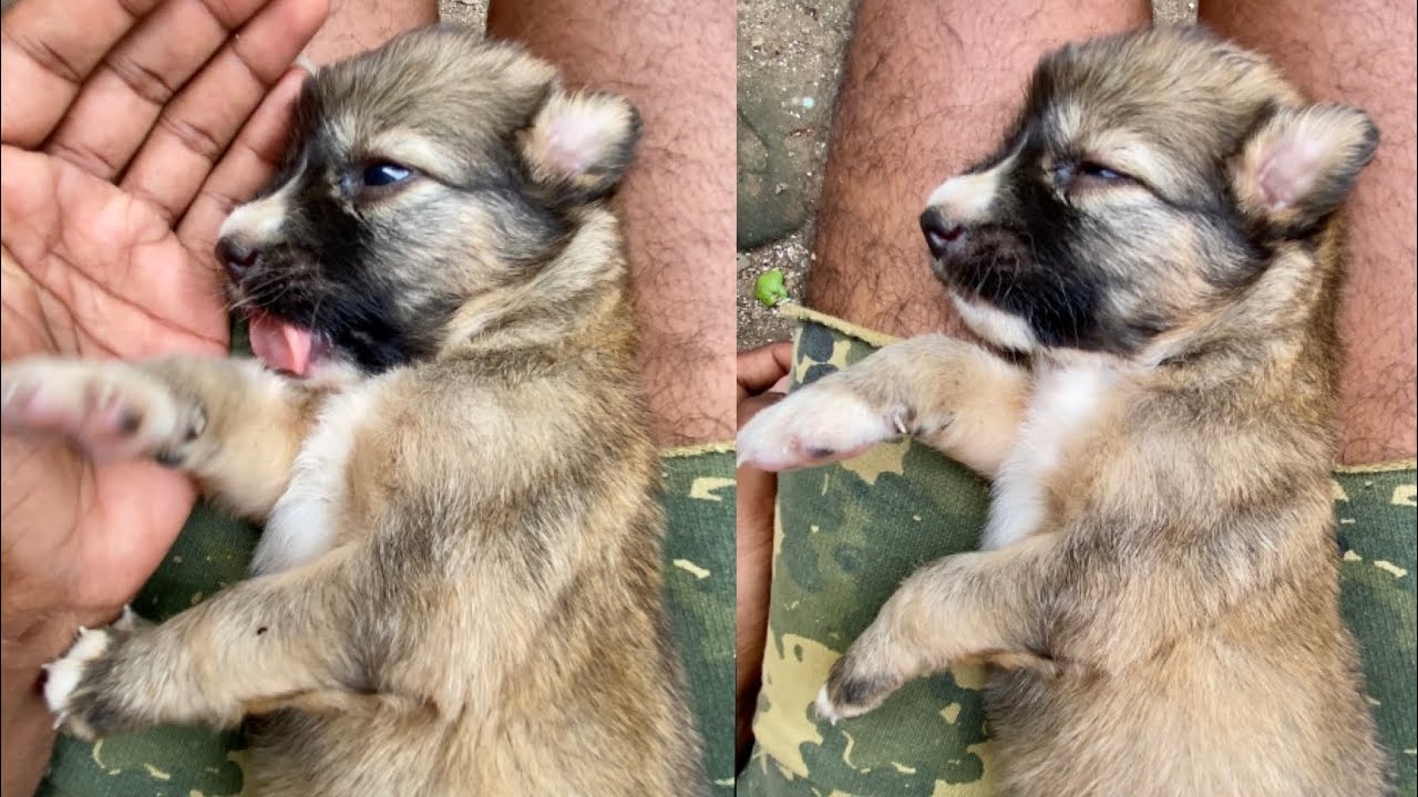 Cute baby dog first sleep in my lap after rubbing her belly ...