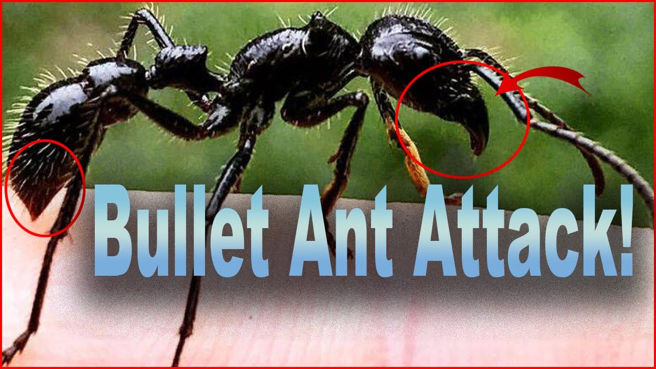 The (Bullet Ant) The Most Painful Insect Sting in the World | The ...