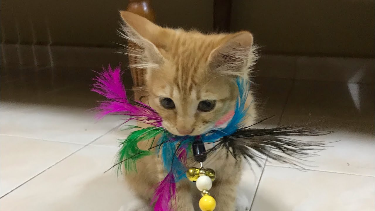 Cute cats fighting 🤼‍♂️ - YouTube