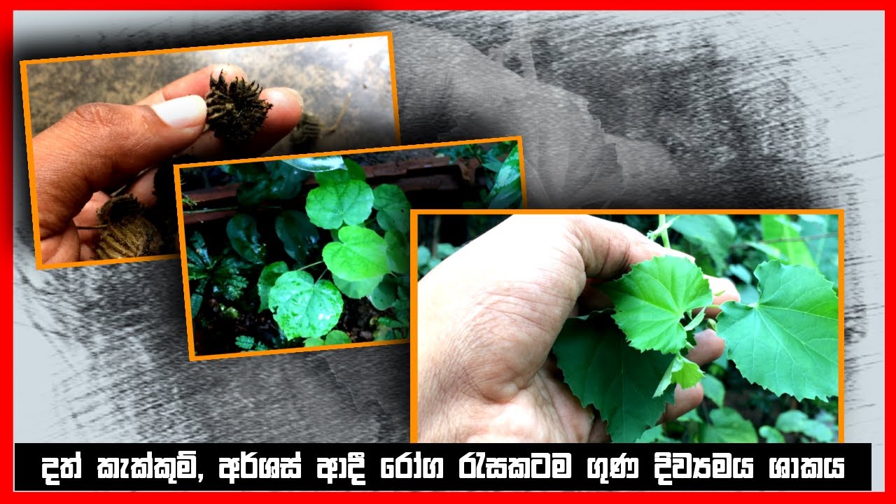 බෙහෙත් අනෝදා | අර්ශස්, දත් කැක්කුම් ආදී රෝග රැසකට ගුණ බෙහෙත් අනෝදා ...