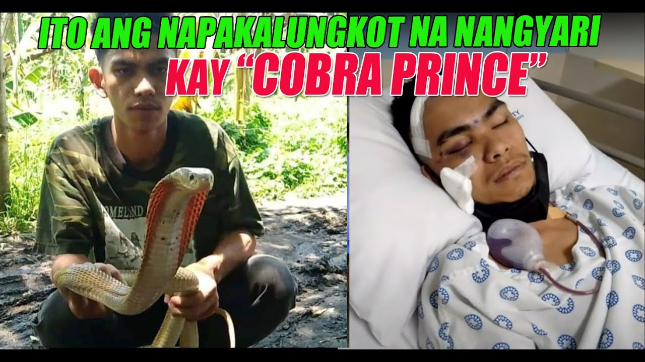 DIOS KO PO GRABE NAMAN ITO!! COBRA PRINCE HALOS MAMATAY DITO!! - YouTube
