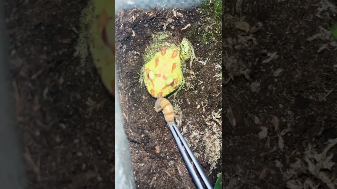 NEW YEARS WORM FOR MERINGUE 🐛 💥 - YouTube