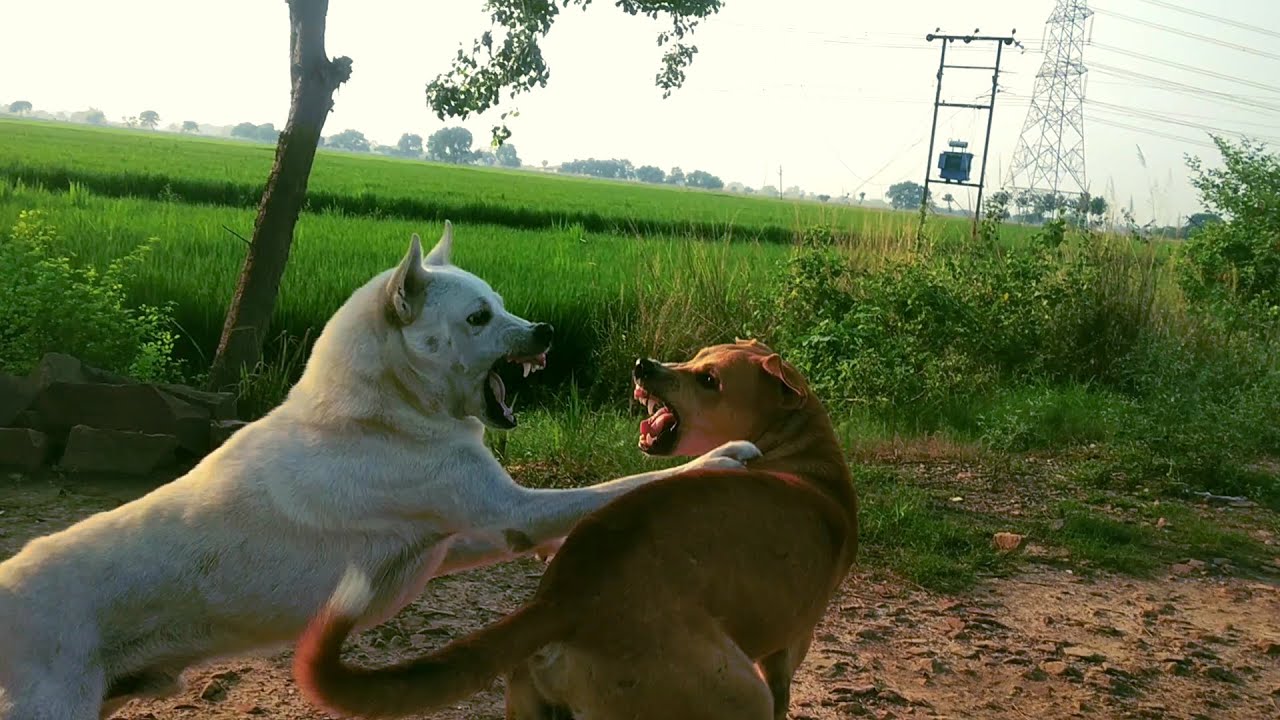 Dog Fight || Pet Dog vs Local Street Dog Agressive Fight - YouTube