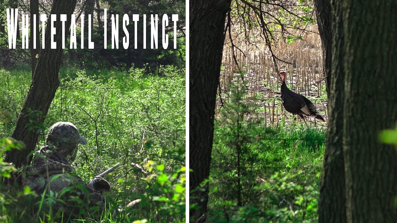 Mid Morning PUBLIC LAND Turkey Hunt: Hunting Grouped Up Turkeys - YouTube