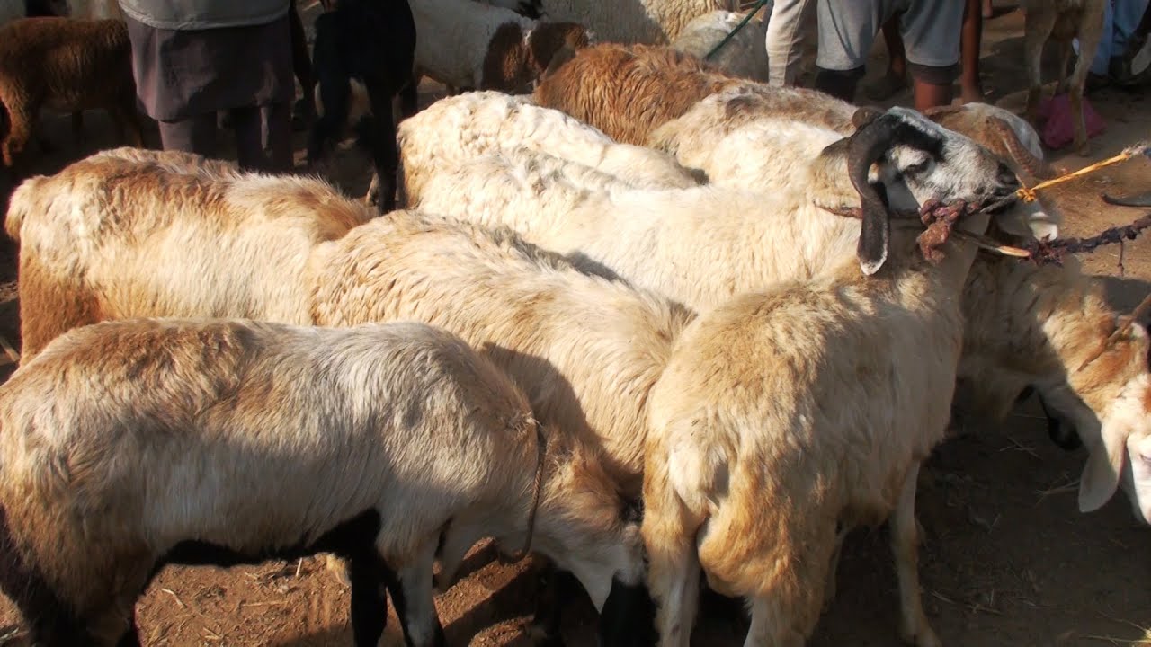 11 thousands for native breed sheep in Chikka Tirupati - YouTube