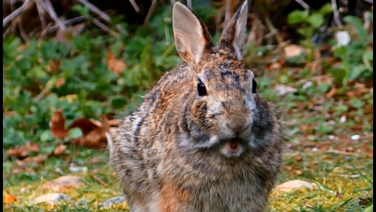 Ruby chews with delight very close to me - YouTube