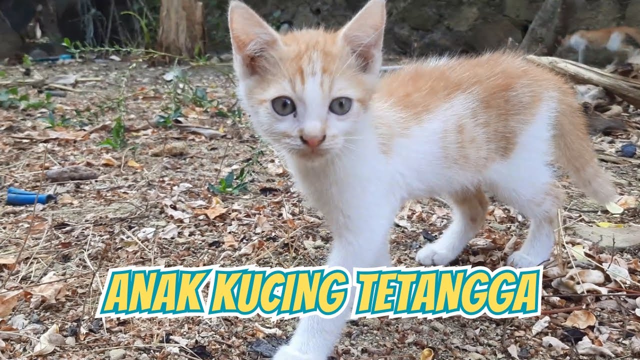 Anak Kucing Lucu | 猫 | Funniest Kittens | Cute Kittens | Cat Family ...