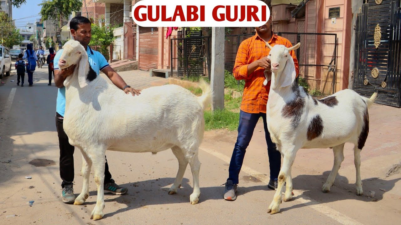 Shandar Gulabi Gujri Bakre At Amjad Goat's Jaipur - YouTube