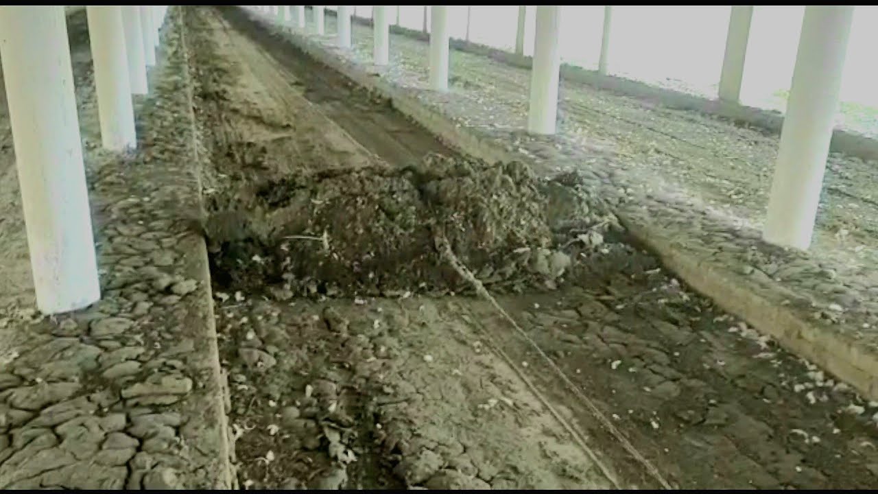 Poultry Manure Scraper System l Advanced Poultry Machinery l - YouTube