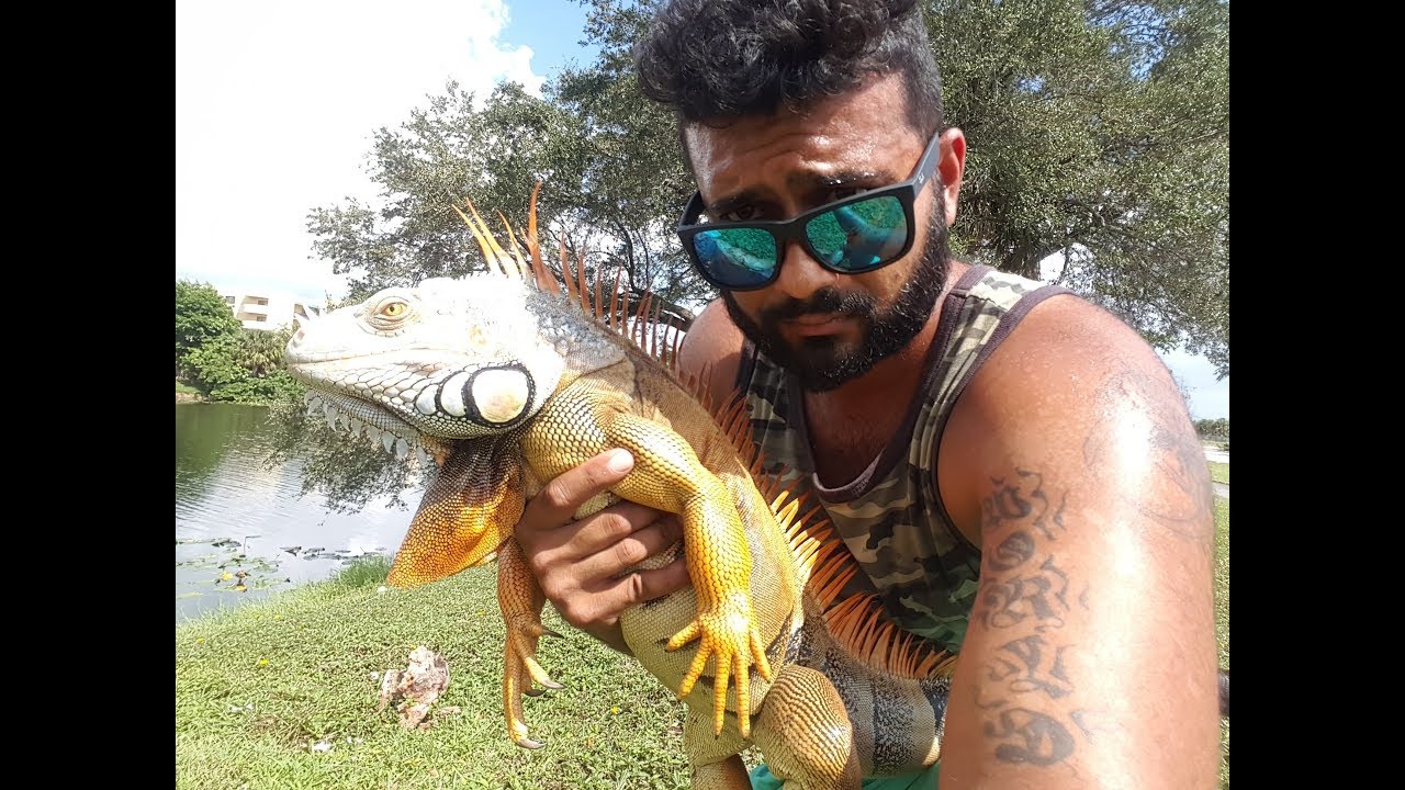 HUNTING GIANT BULL IGUANAS During MATING SEASON! - YouTube