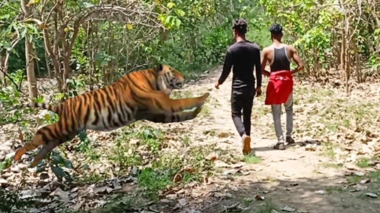 Tiger Attack Man In The Forest Part 52 | Ramanagar Ban Fun Mode Tiger ...