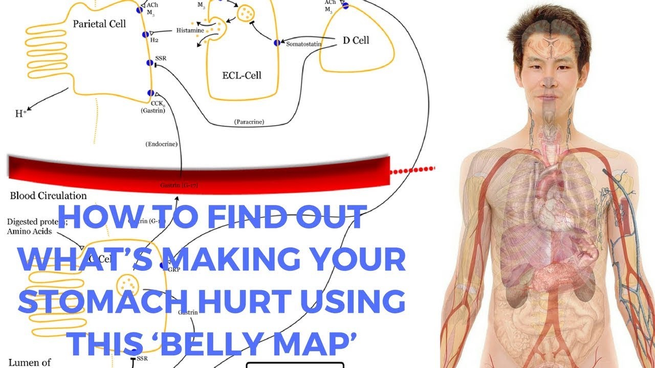 How to find out what’s making your stomach hurt using this ‘belly map ...