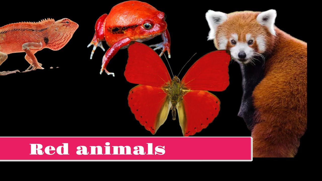 Top ten Red Animals you must see!pets and vlog!#animals - YouTube