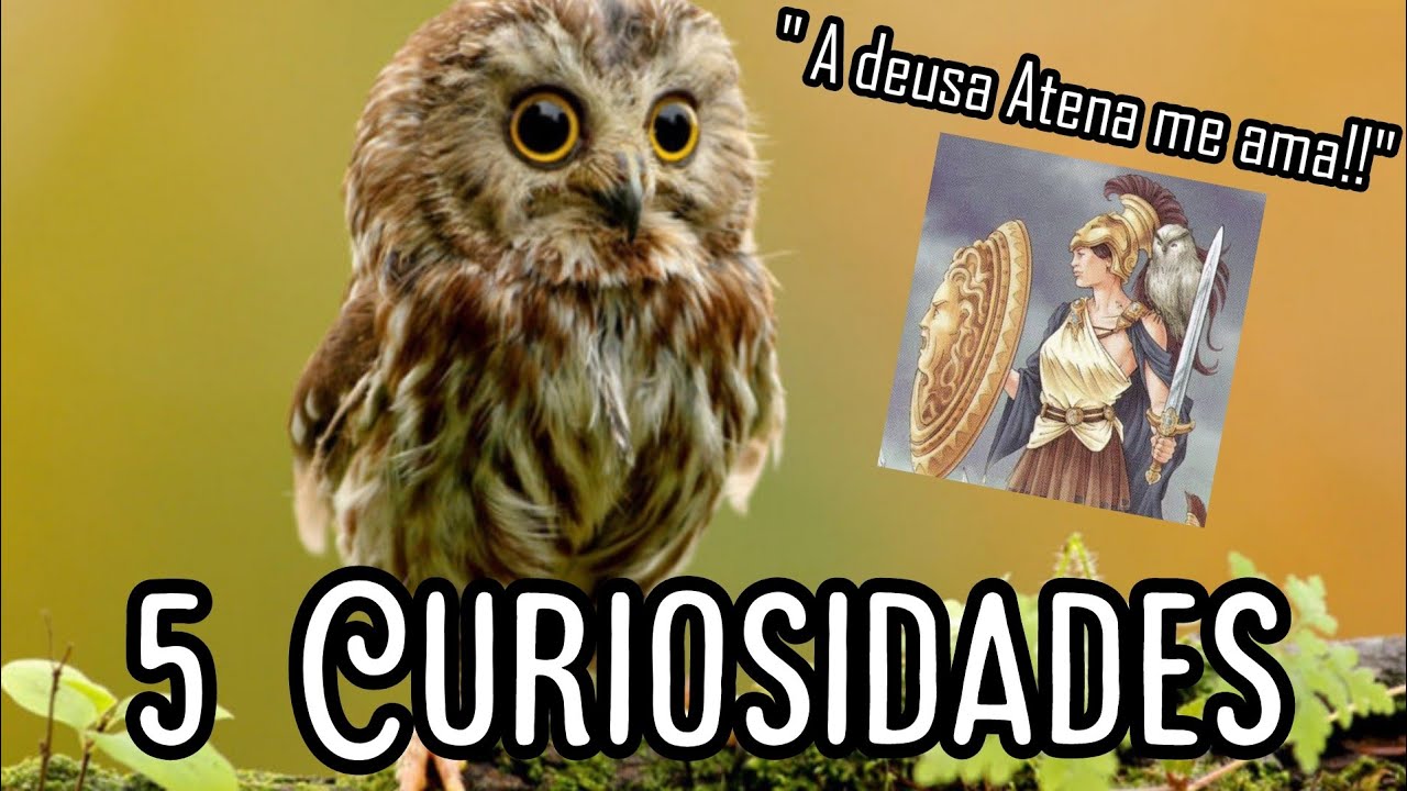 Porque a coruja é o símbolo da sabedoria?/5 curiosidades sobre as ...