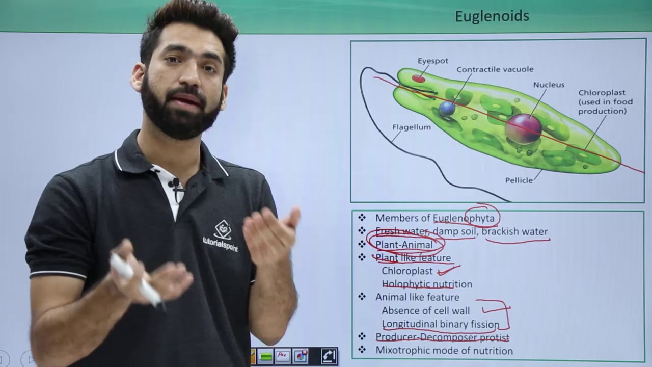 Class 11th – Kingdom Protista – Euglenoids | Biological Classification ...