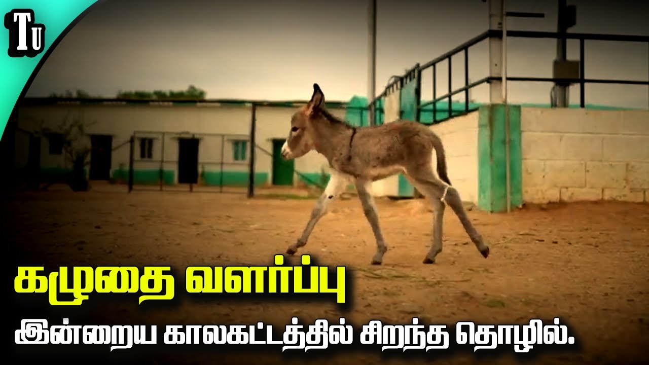 Donkey farming | கழுதை பால் ஒரு லிட்டர் 5000 ரூபாய் ! - YouTube