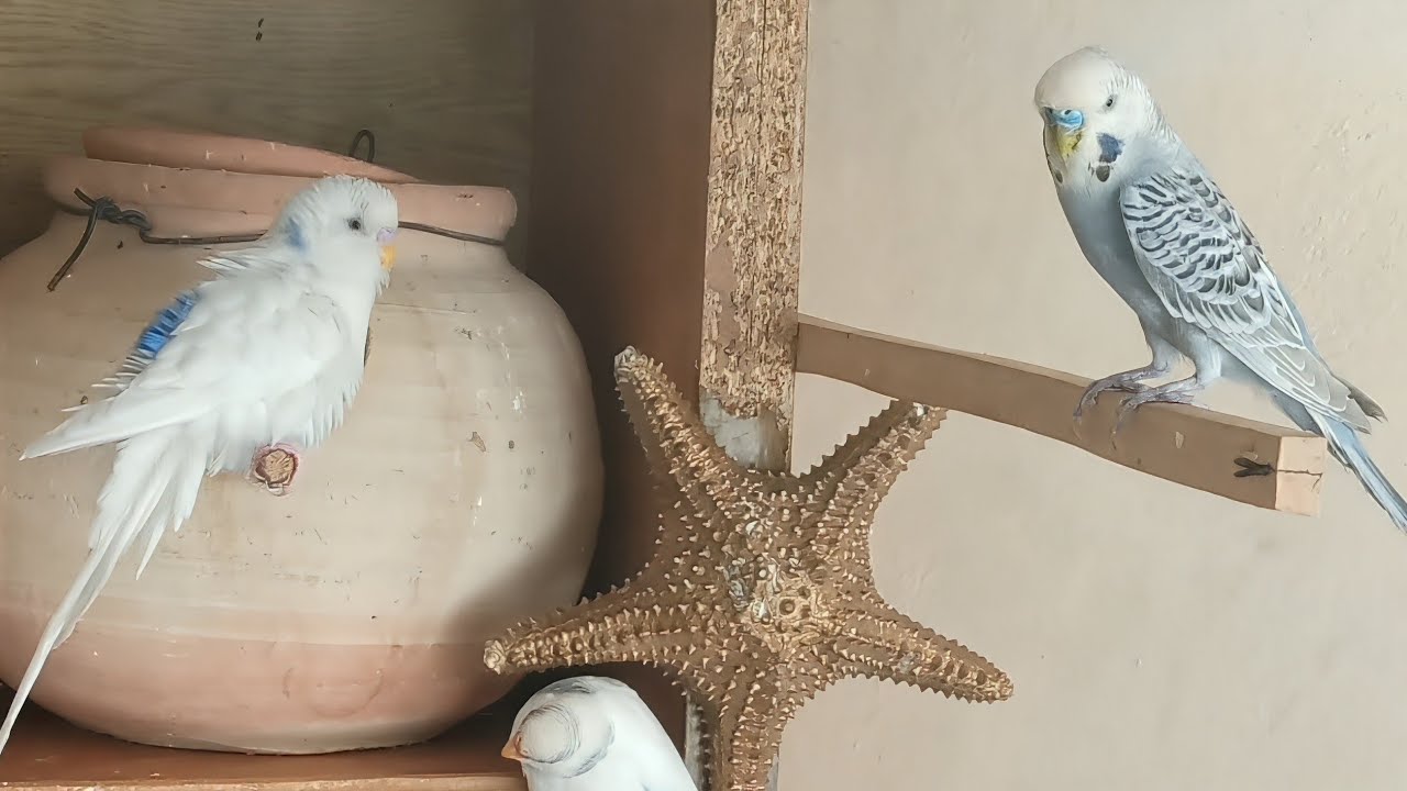 Wonderful Slow Motion oF lord Of The Cage the gray Budgie | Cockatiel ...