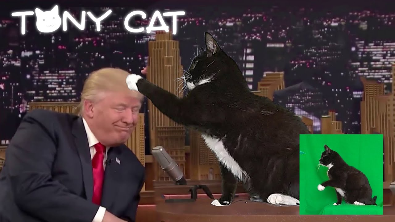 You can mess my hair - Tony Cat - YouTube