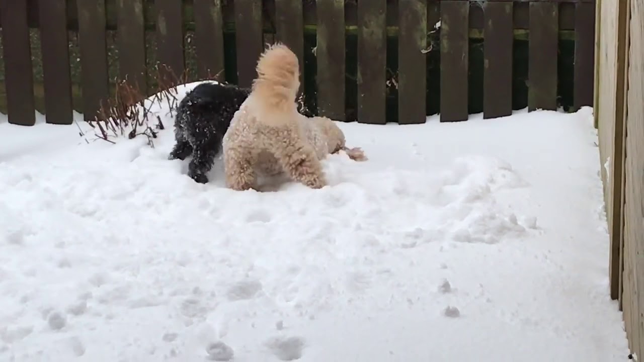 Snowy Ceres - YouTube