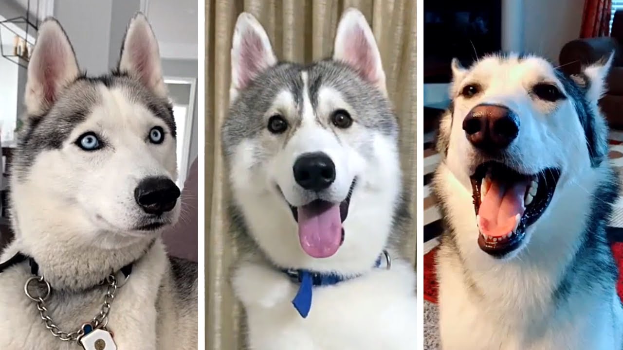 Ultimate Husky Compilation ~ Cutest & Funniest Huskies! - YouTube