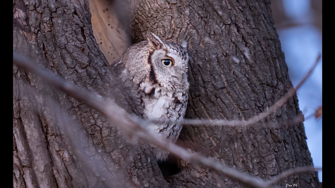 "Brown Morph" Screech Owl | Trilling | Flight | 4K - YouTube