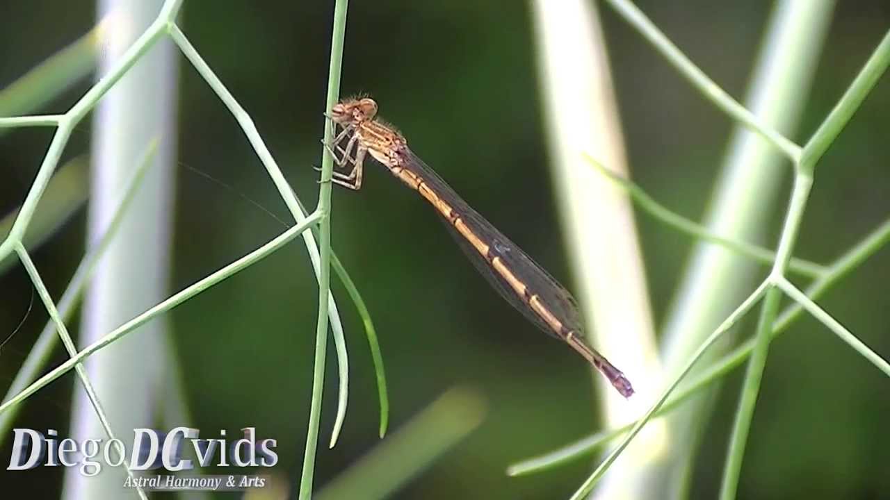 Orange Damselfly - Libélula laranja (Zygoptera: Coenagrionidae ...