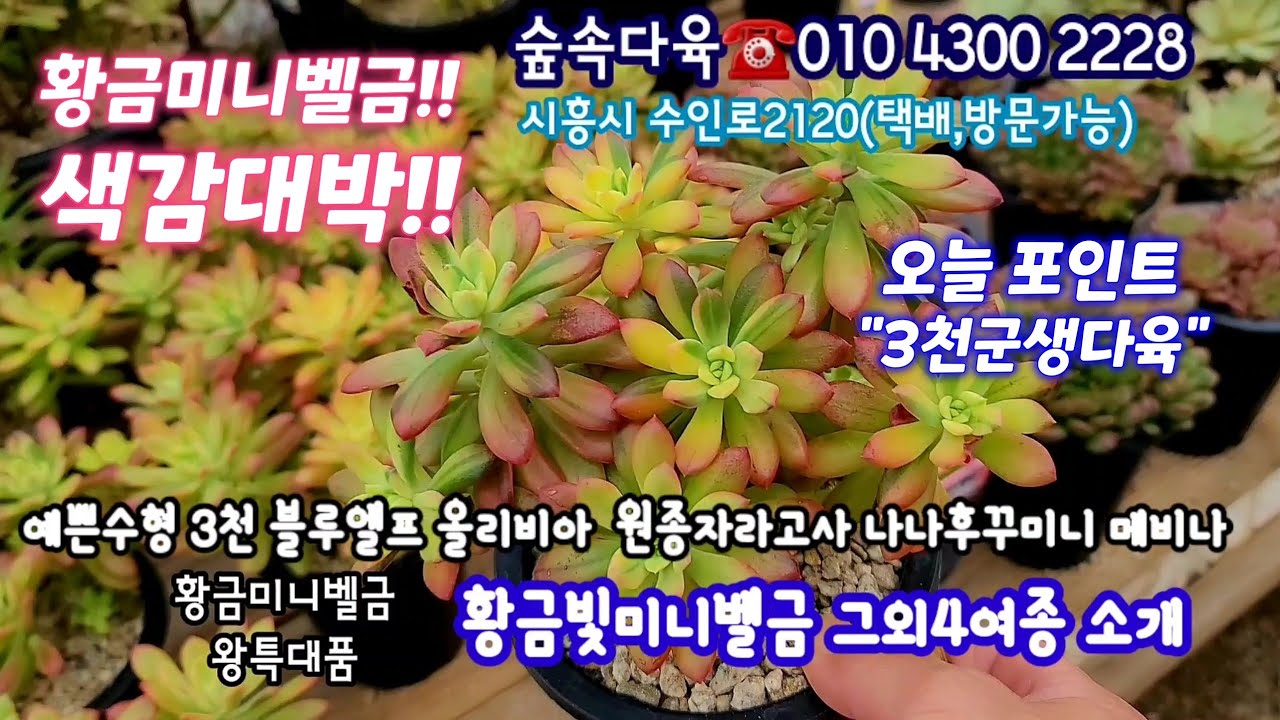 시흥숲속다육🍁황금미니벨금비롯50여품종다육🍁왕대품러우백금 3천국민다육군생 에어니옴멋진수형청법사철화등 고루고루 다양하게